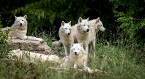 Devoted Friends Make Pack Tactics Work in 5e - 5EGUIDE
